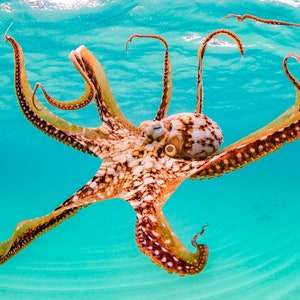 Hawaiian Octopus (tako) Photo Print, Pacific Ocean Wall Art on Metal or ...
