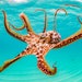Hawaiian Octopus (tako) Swimming in the Pacific Ocean Underwater Photo ...
