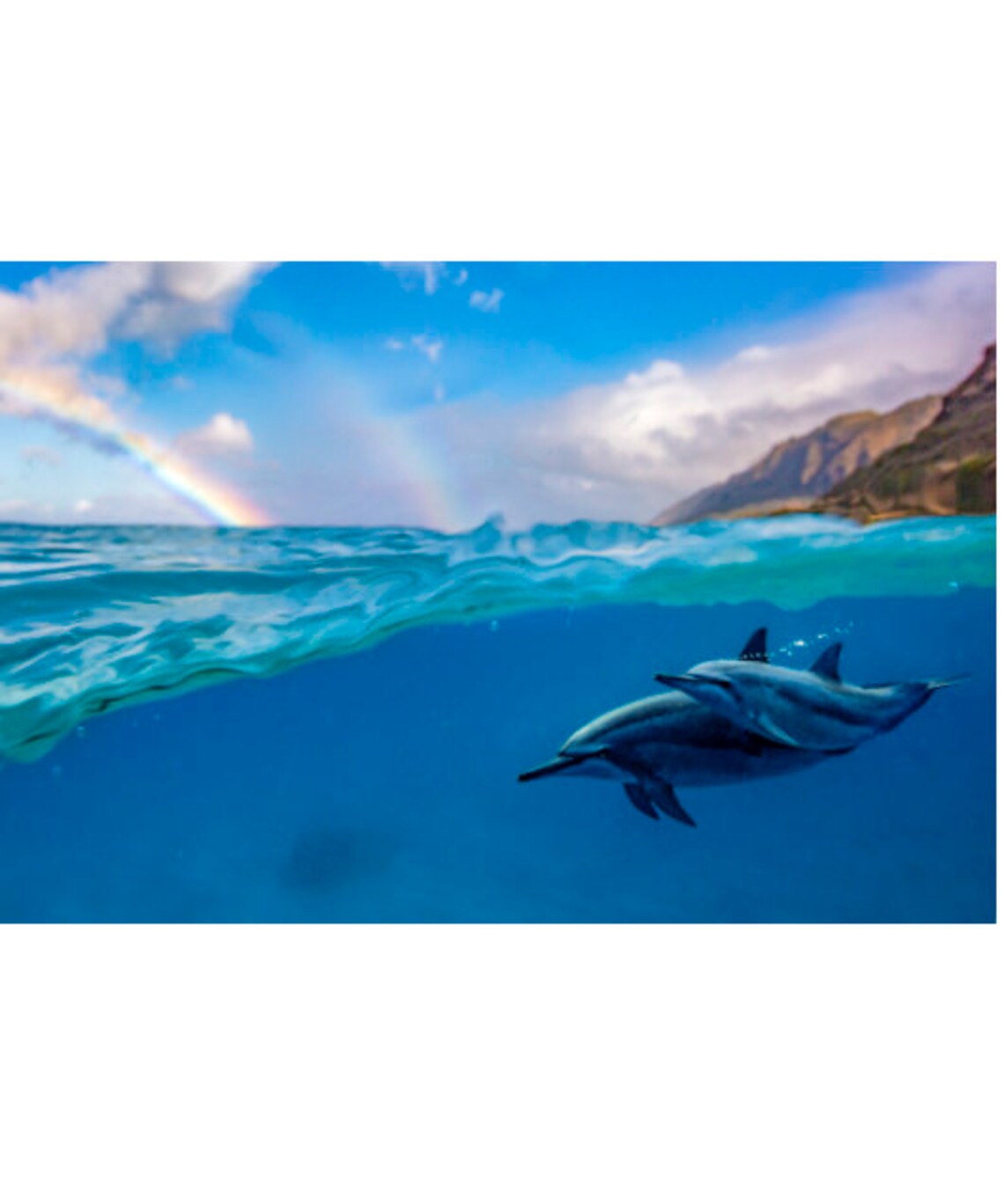 Dolphins and Rainbow photo in Hawaii of Spinner Dolphins | Etsy