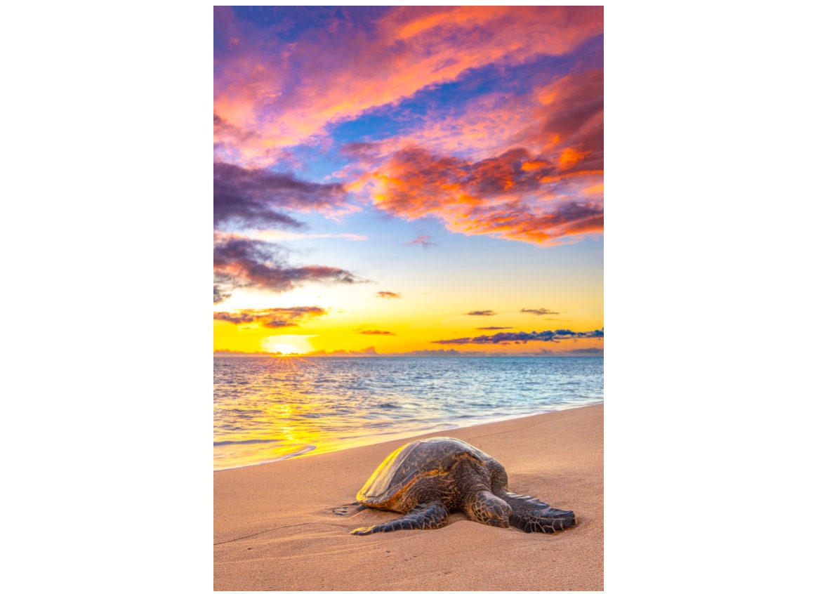 Sea Turtles On The Beach