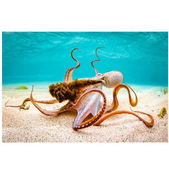 Aluminum/canvas Fine Art Image of Hawaiian Octopus tako | Etsy