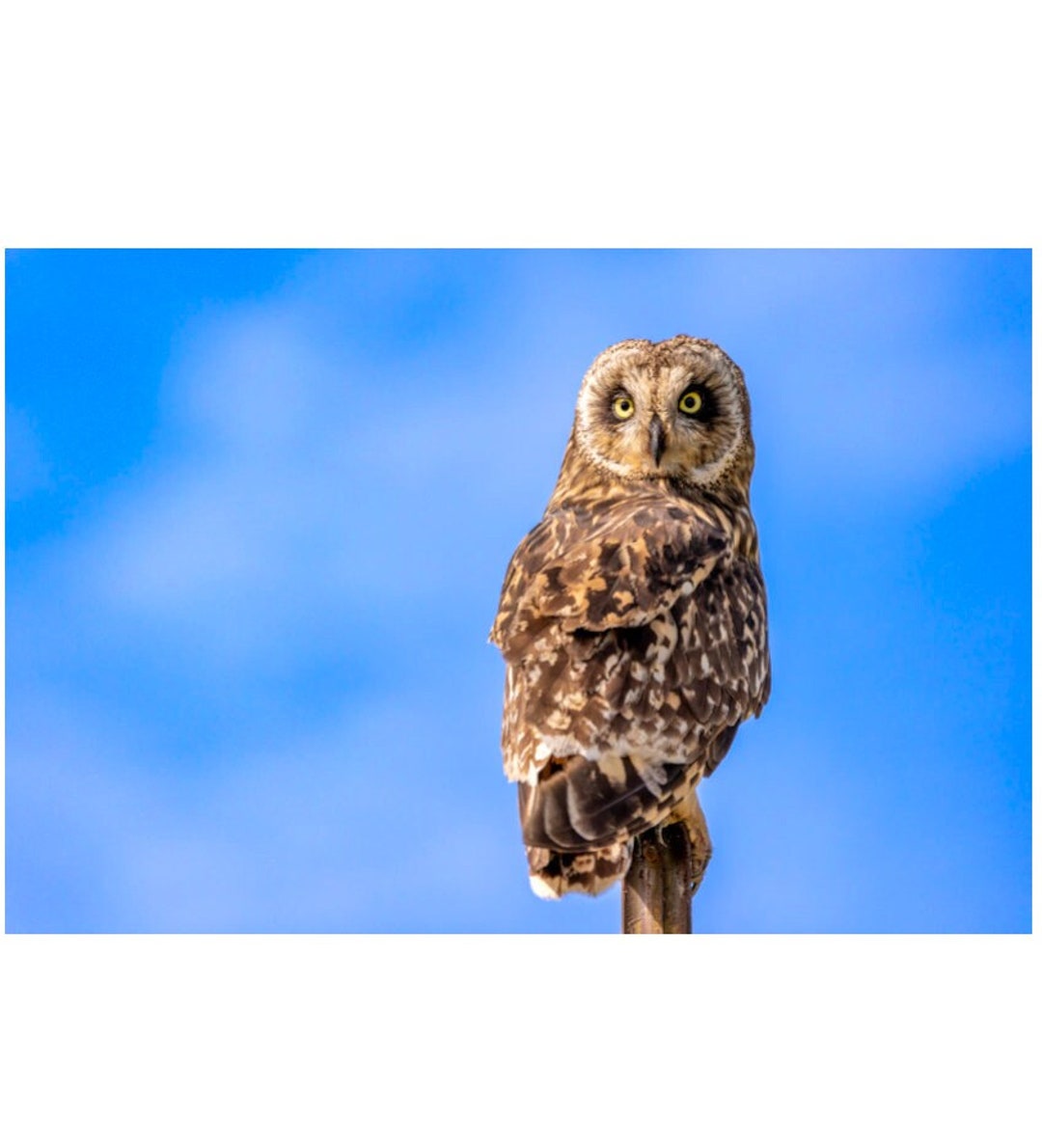 Hawaiian Short-eared Owl (pueo) Fine Art Print Titled "hoot" on 5"x7 ...