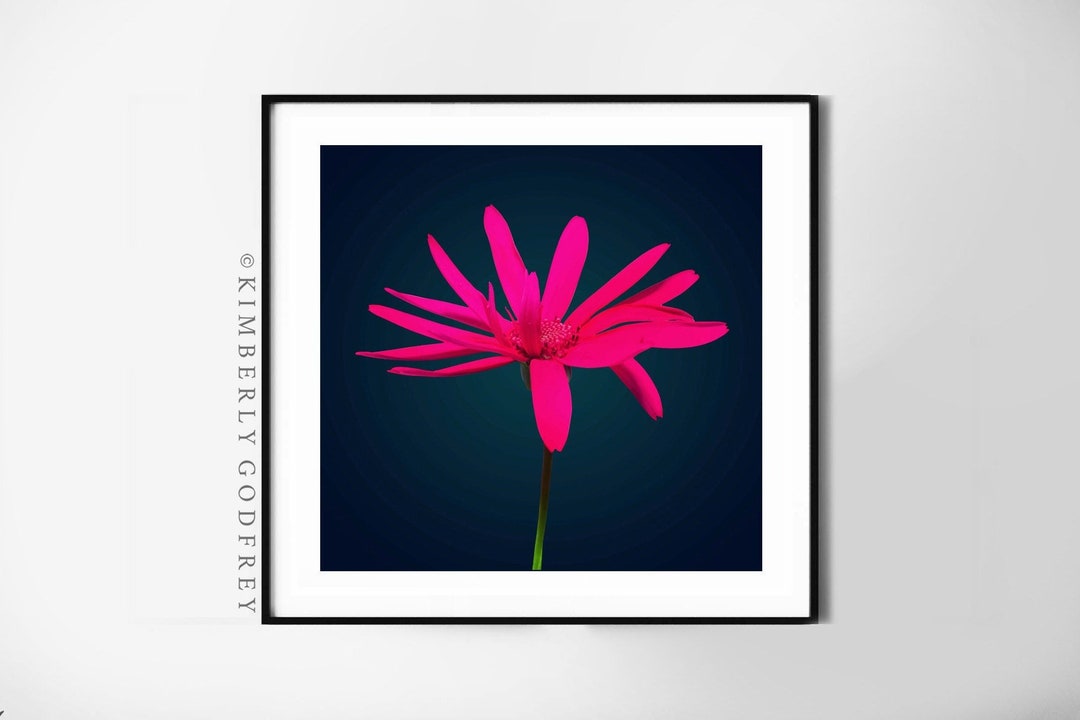 Hot Pink Senetti Fine Art Print, Bright Fuchsia Floral Modern Art, Home ...