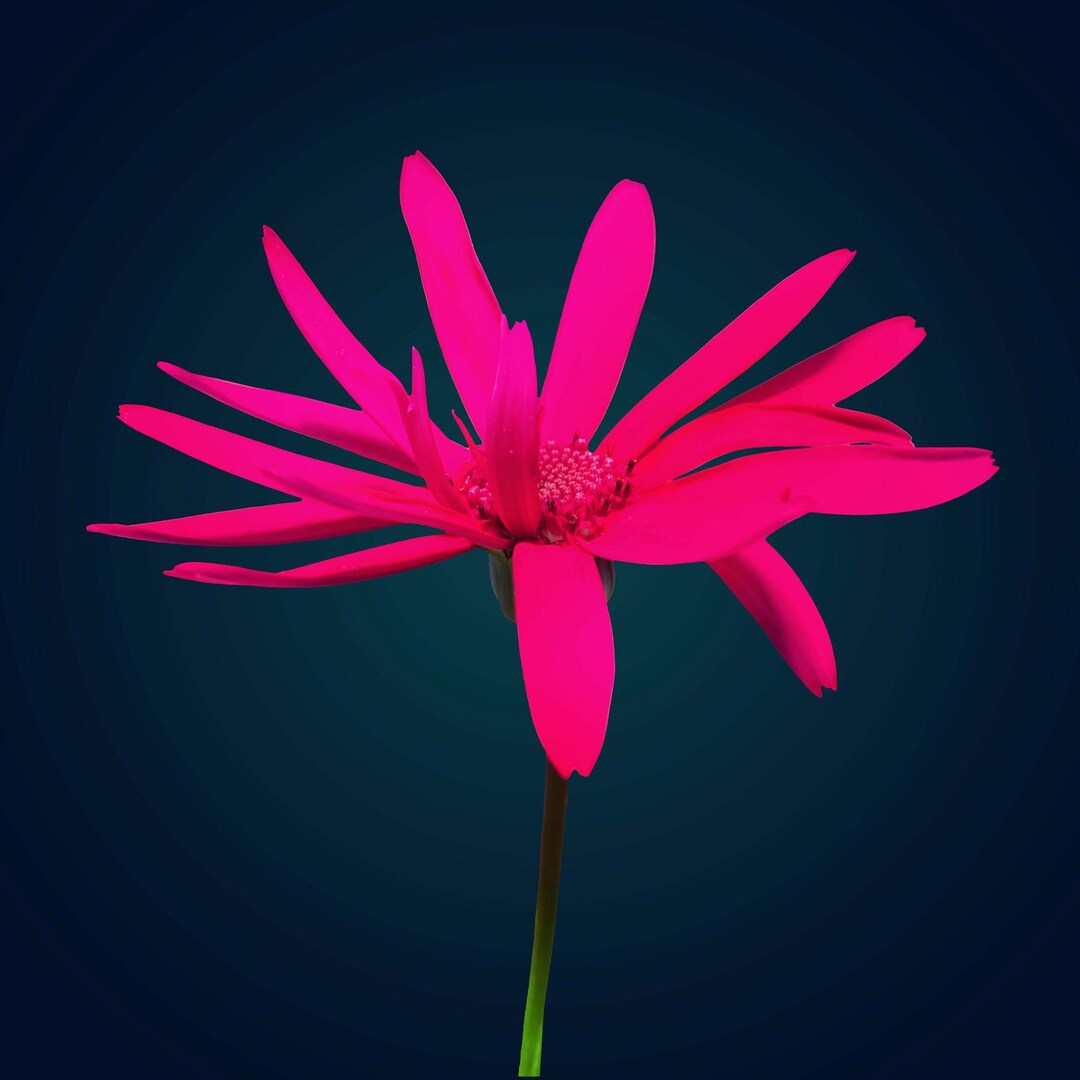 Hot Pink Senetti Fine Art Print, Bright Fuchsia Floral Modern Art, Home ...