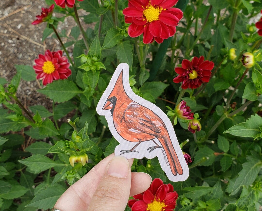 Cardinal Sticker, Red Bird Decal, Cardinals Appear, Original Art ...
