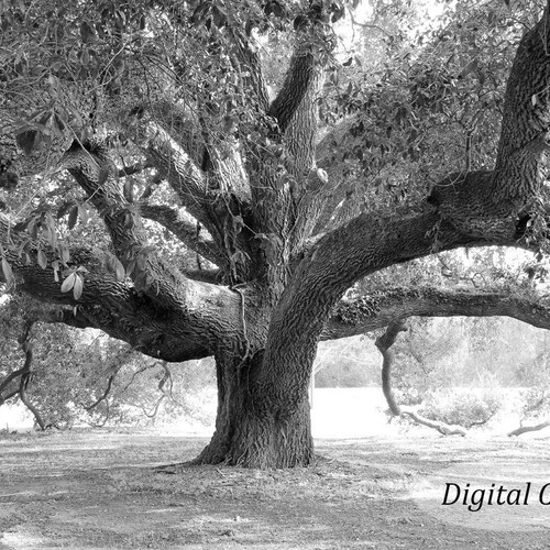 Live Oak Tree Photo Print INSTANT DOWNLOAD Digital Copy - Etsy