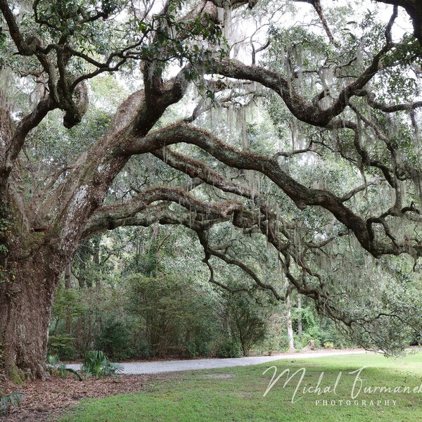 Live Oak Trees - Etsy