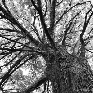 Oak Tree photo print black and white art photography large | Etsy