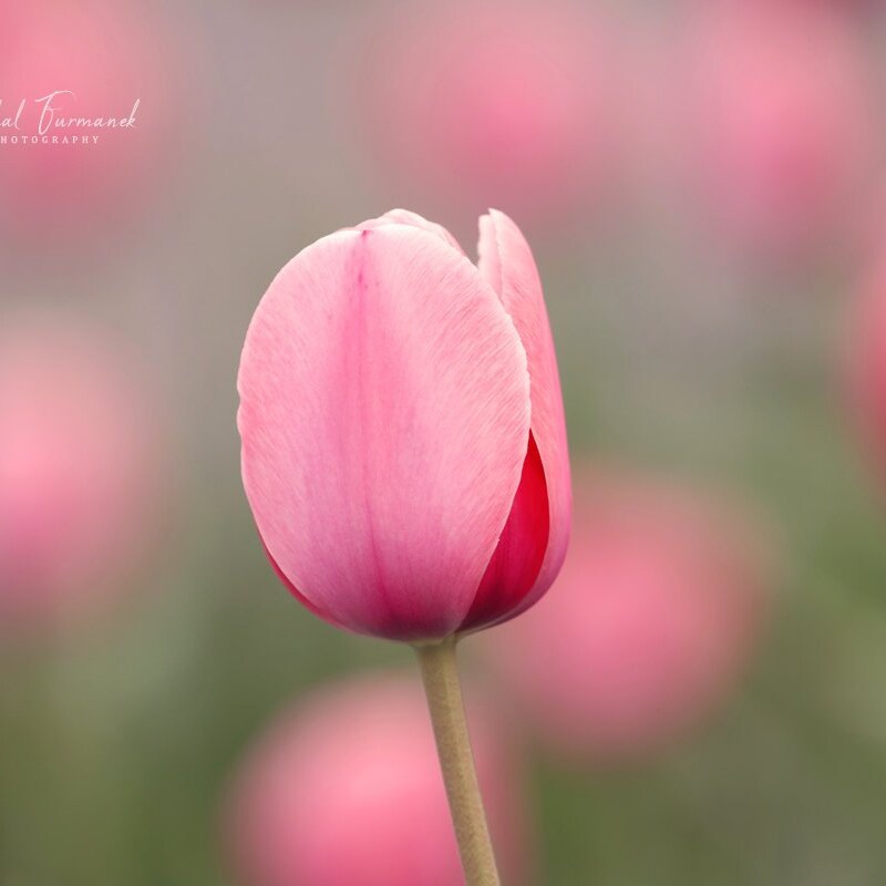 Blush Pictures - Etsy