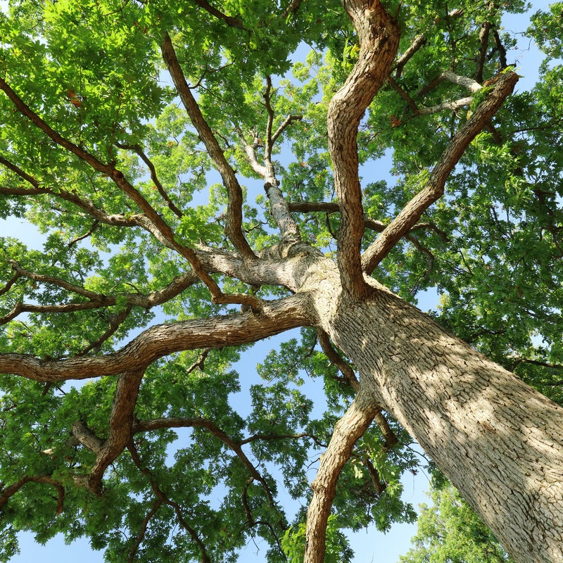 Oak Tree Wall Art - Etsy