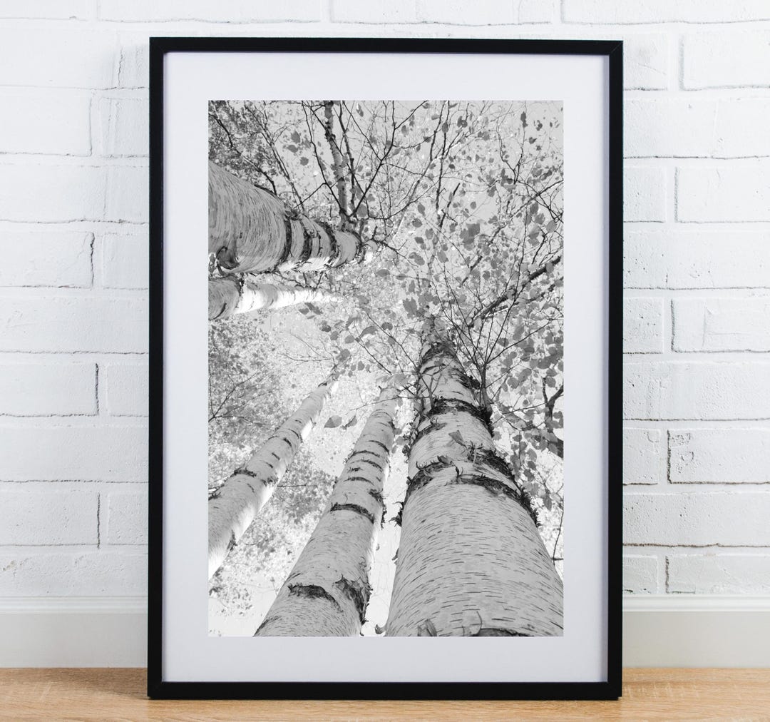 Vertical Birch Tree Canopy Print, Door County Photo, Black and White ...