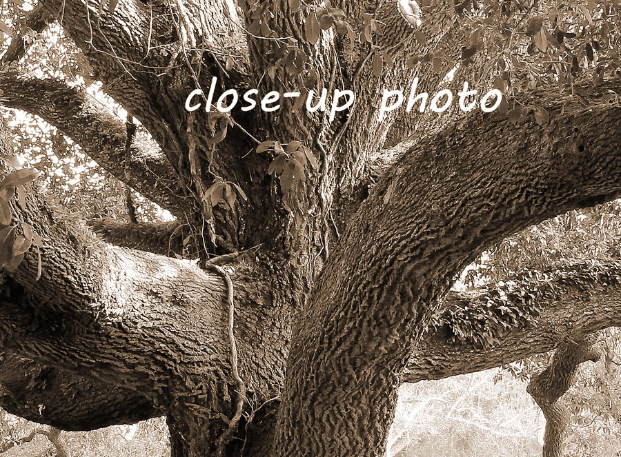 Oak Tree in sepia print, Live Oak Tree picture, tree photography, large ...