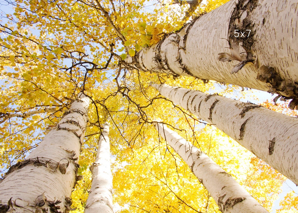 Birch Trees Art Photography Golden Canopy Photo Print Yellow | Etsy