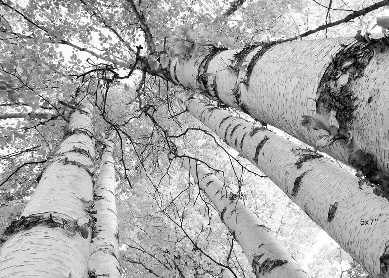 Birch Trees Canopy Print Door County Photo Art Black and - Etsy