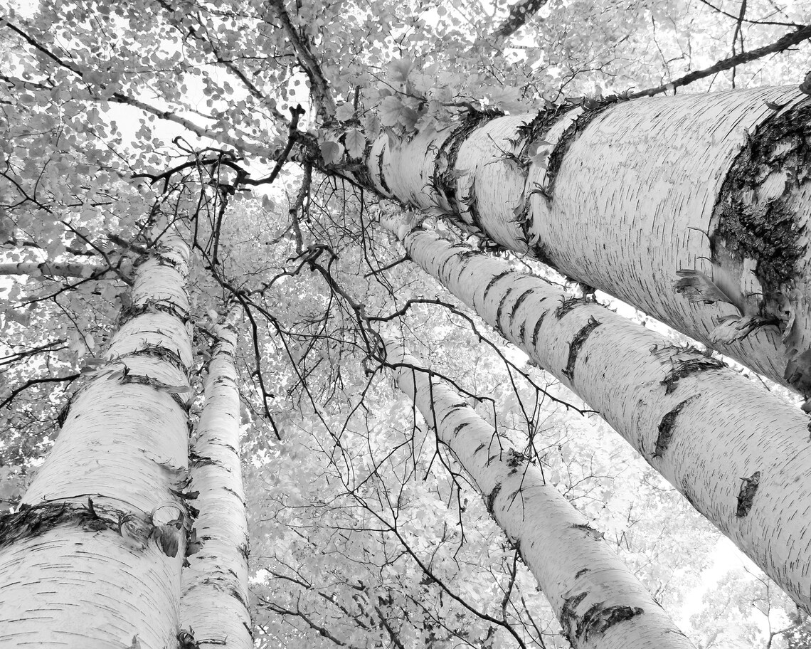 Birch Trees Canopy Print Door County Photo Birch Tree Wall - Etsy