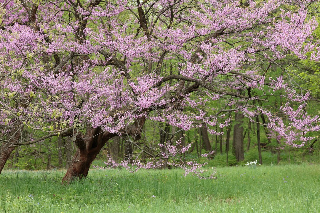 Blooming Redbud Tree Print, Eastern Redbud Tree Wall Art, Tree ...