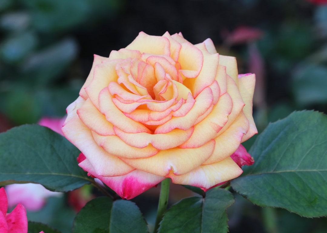 Yellow Rose Art Print, Yellow Wall Art, Picture of Rose, Floral ...