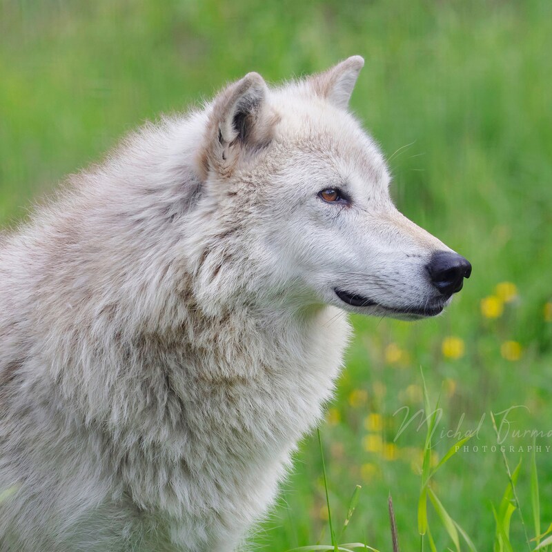 Wolf Portrait - Etsy