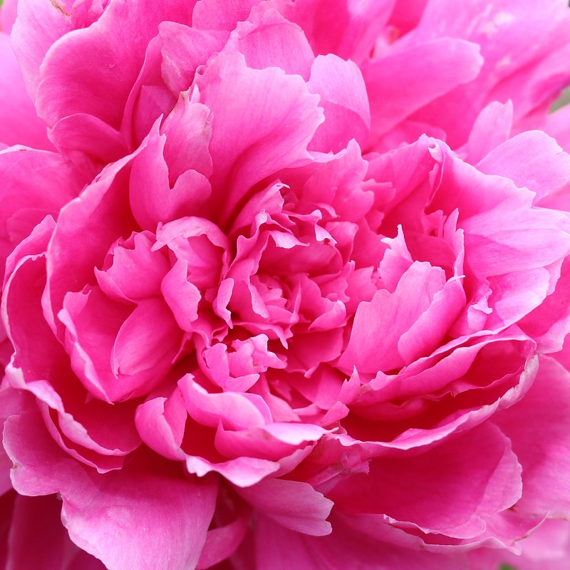 Peony Photography - Etsy