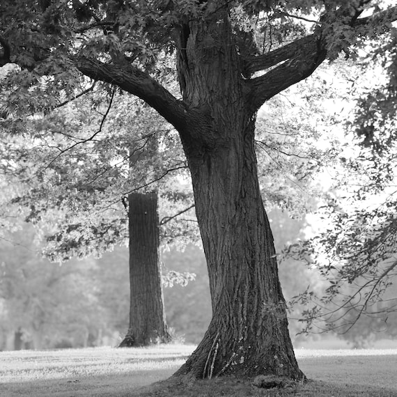 Black And White Photography Tree