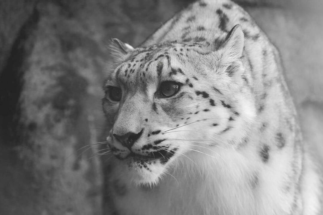 Snow Leopard Print, Large Animal Picture, Snow Leopard Wall Art Decor ...