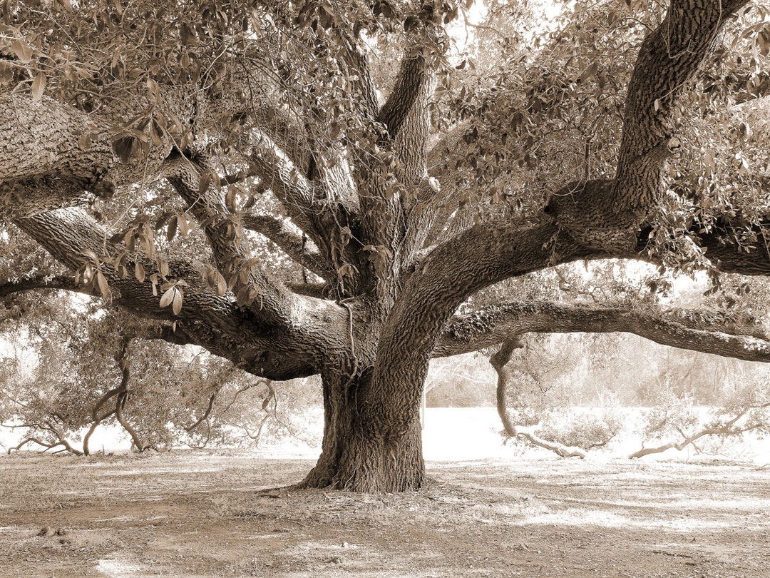 Oak Tree in Sepia Print, Live Oak Tree Picture, Tree Photography, Large ...