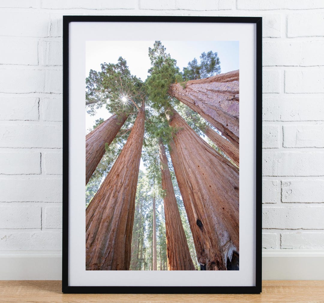 Sequoia National Park Print, Tree Canopy Picture, Group of Redwoods ...