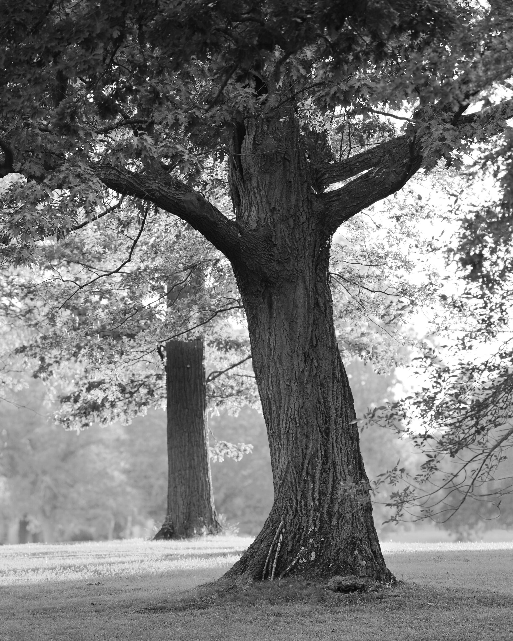 VERTICAL Oak Tree Photo Print Tree Photography Black and - Etsy