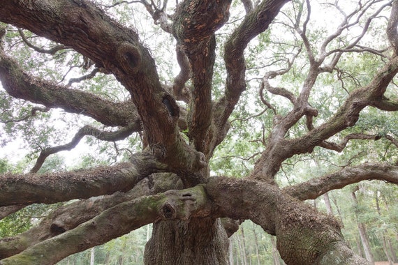 Angel Oak Tree photo print giant live oak picture tree art | Etsy