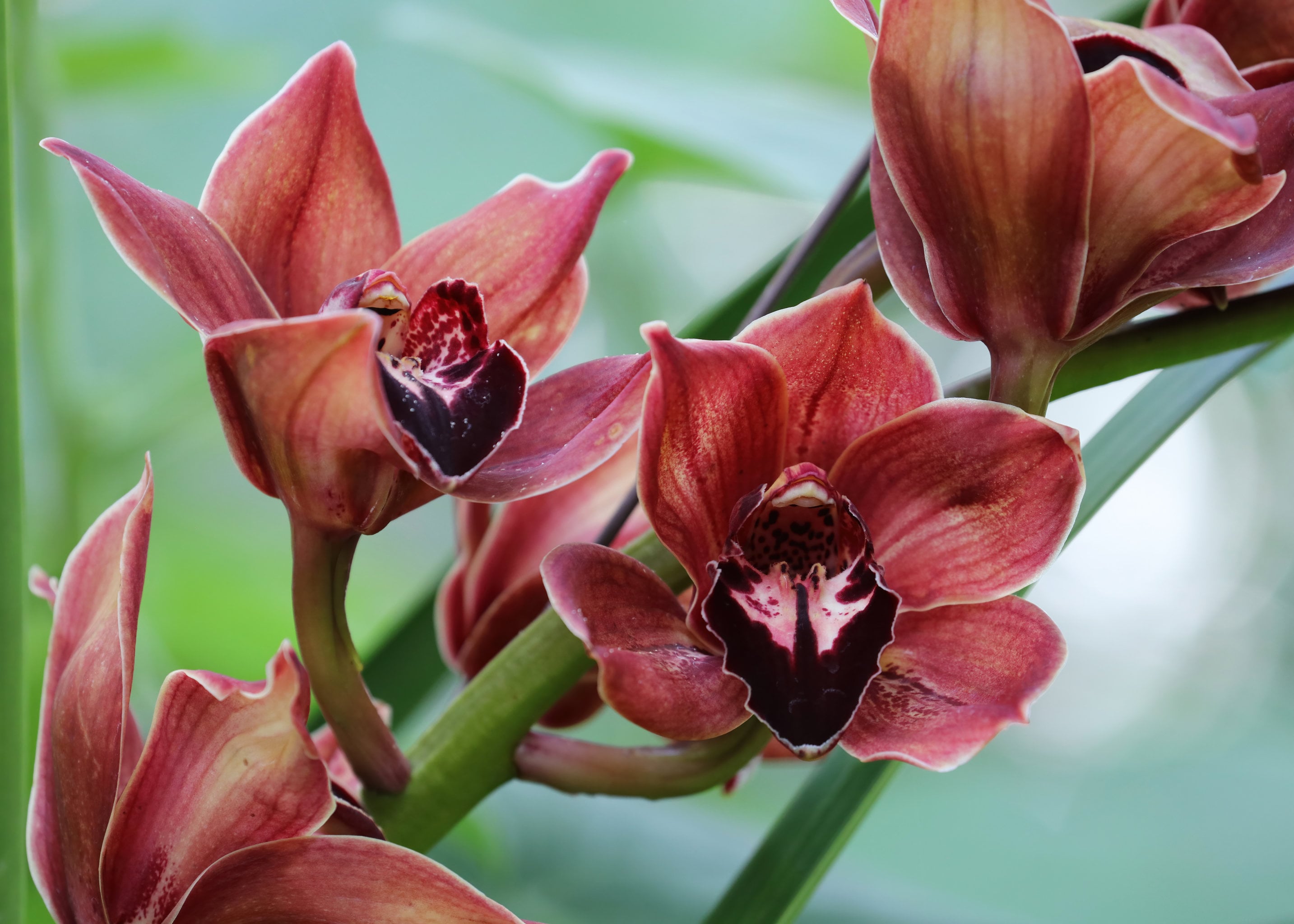 Red Orchid Flower Images