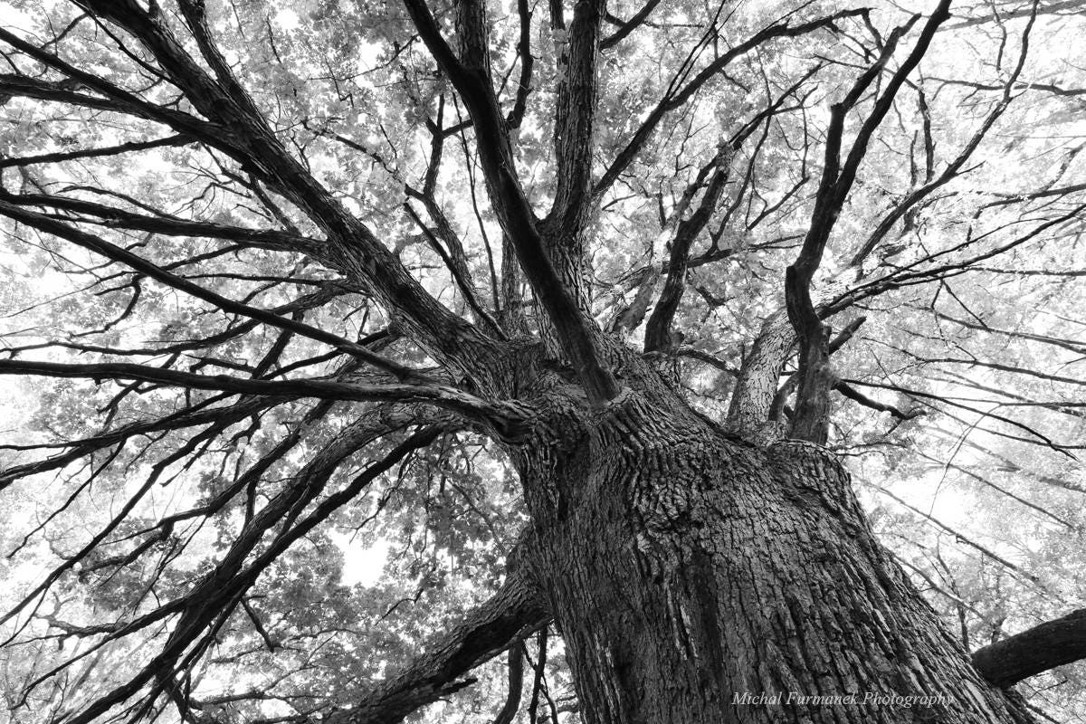 Oak Tree photo print, black and white art photography, large picture ...
