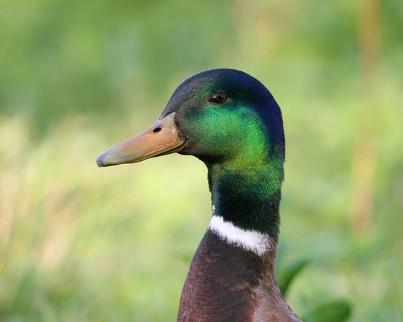 Drake Duck