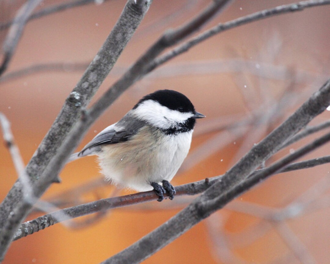 Chickadee Art Print, Cute Bird Photography Print, Chickadee Decor ...