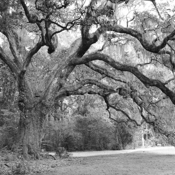 Black And White Photography Trees
