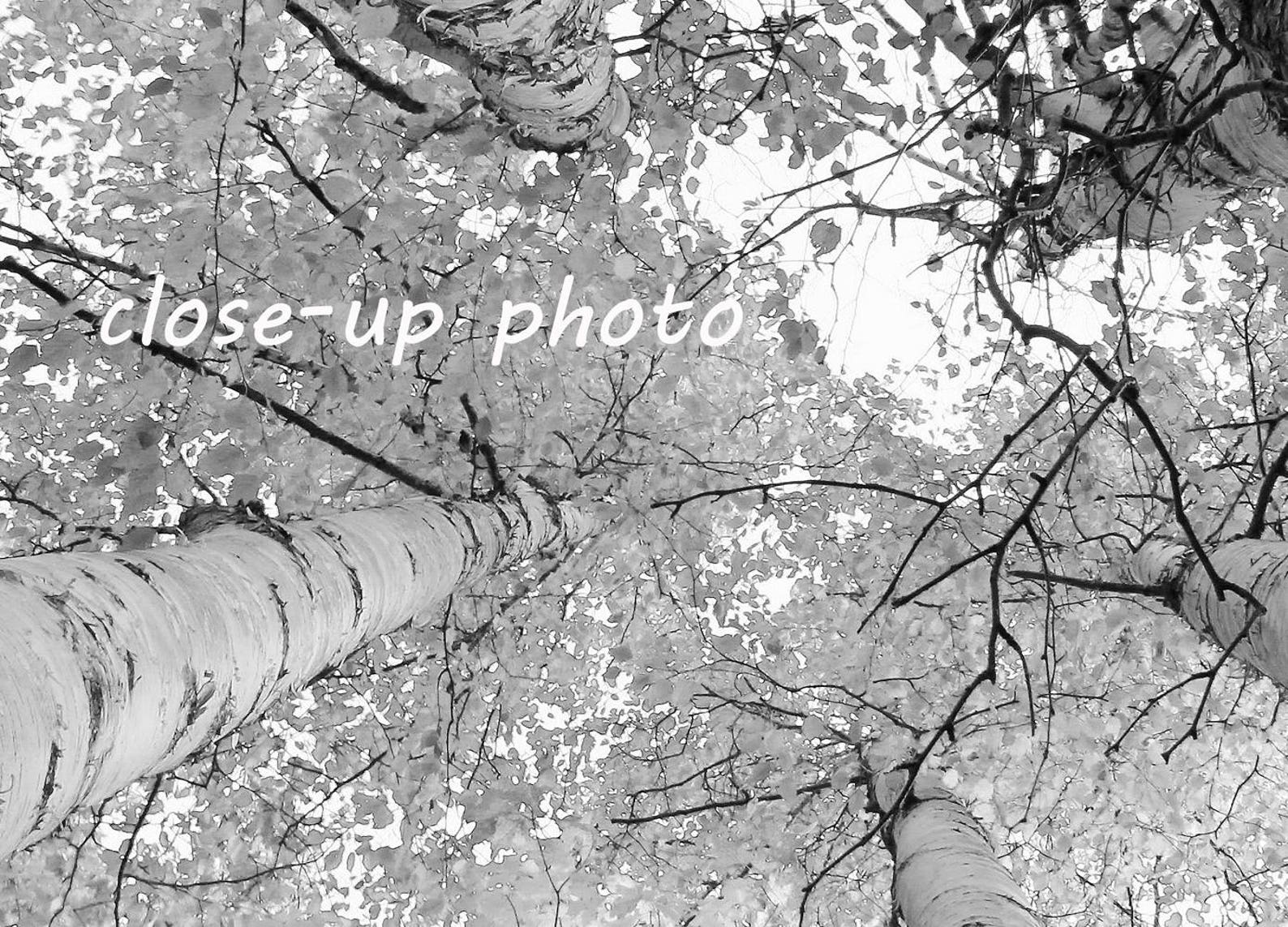Birch Trees Photo Print Tree Canopy Wall Art Decor Black and - Etsy