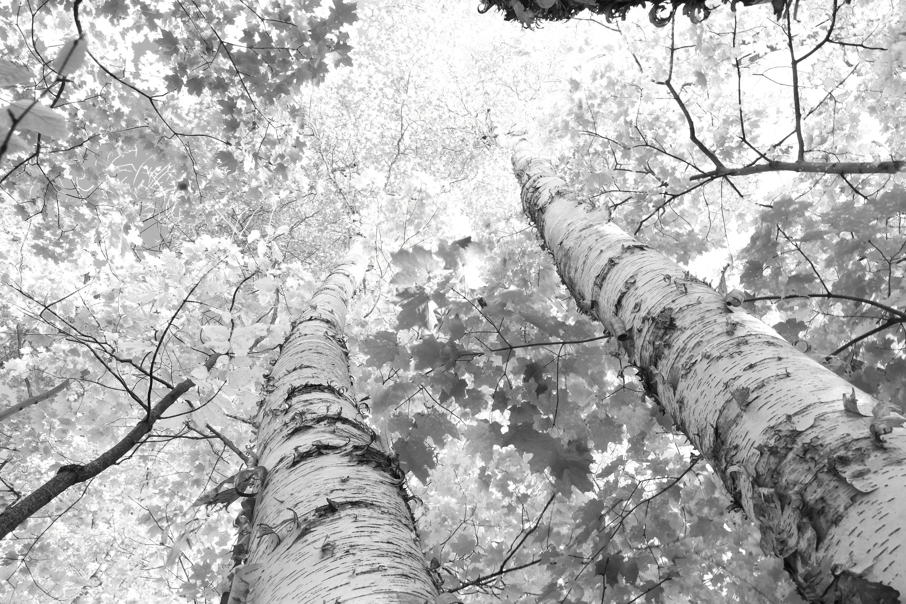 Winding Birch Trees photo print, black and white trees photography art ...