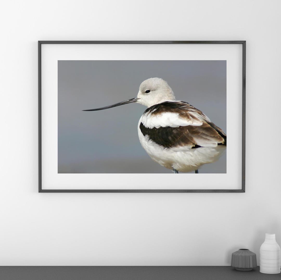 American Avocet Print, Lake House Decor, Shorebird Wall Art, Bird Art ...