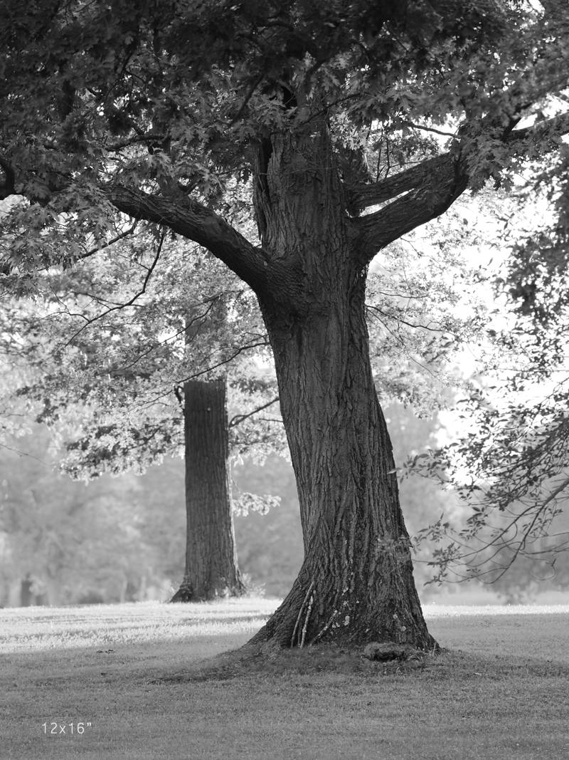 Oak Trees, VERTICAL photo print, black and white art photography, large ...