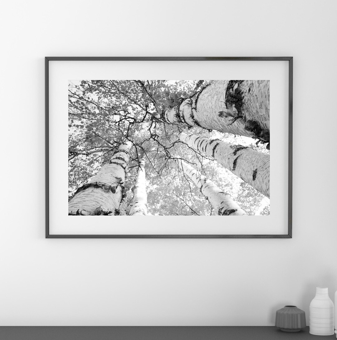 Birch Trees Print, Tree Canopy, Birch Trees Wall Art, Black and White ...