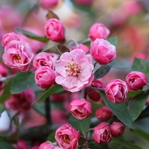 Blooming Brandywine Crabapple Tree Print, Pink Wall Art, Gift for Her ...