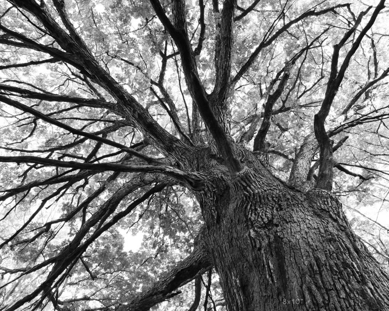 Oak Tree photo print black and white art photography large | Etsy