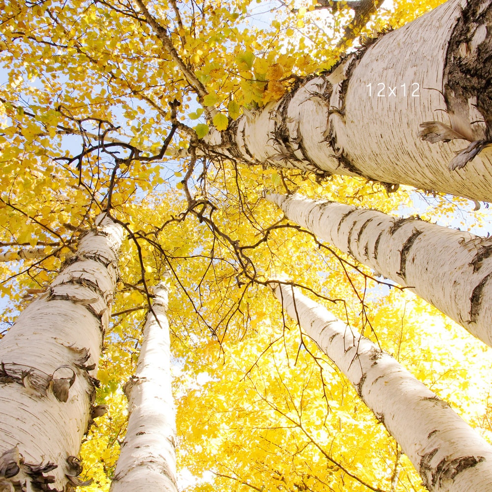 Birch Trees Art Photography Golden Canopy Photo Print Yellow | Etsy