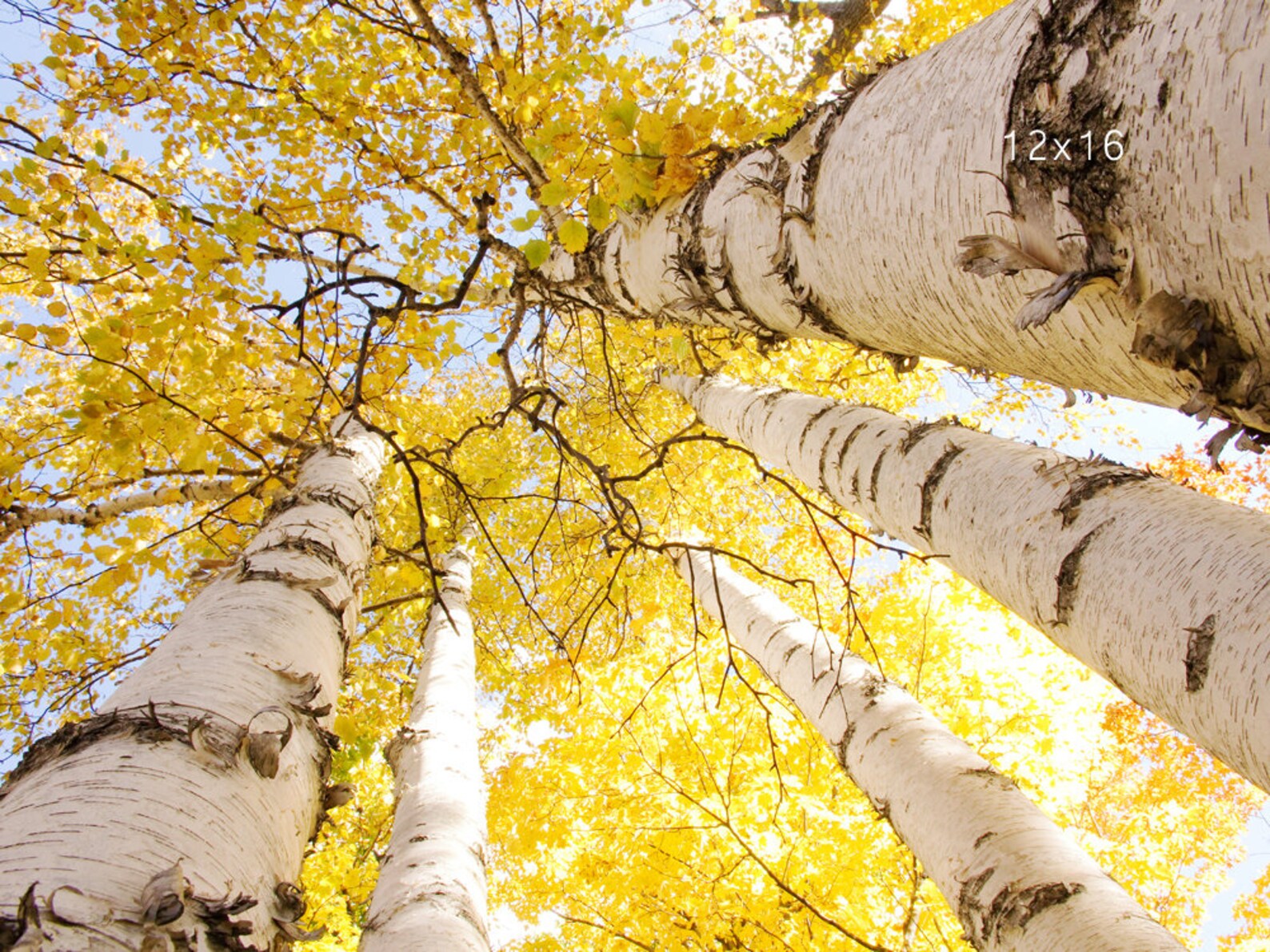 Birch Trees Art Photography Golden Canopy Photo Print Yellow | Etsy Canada