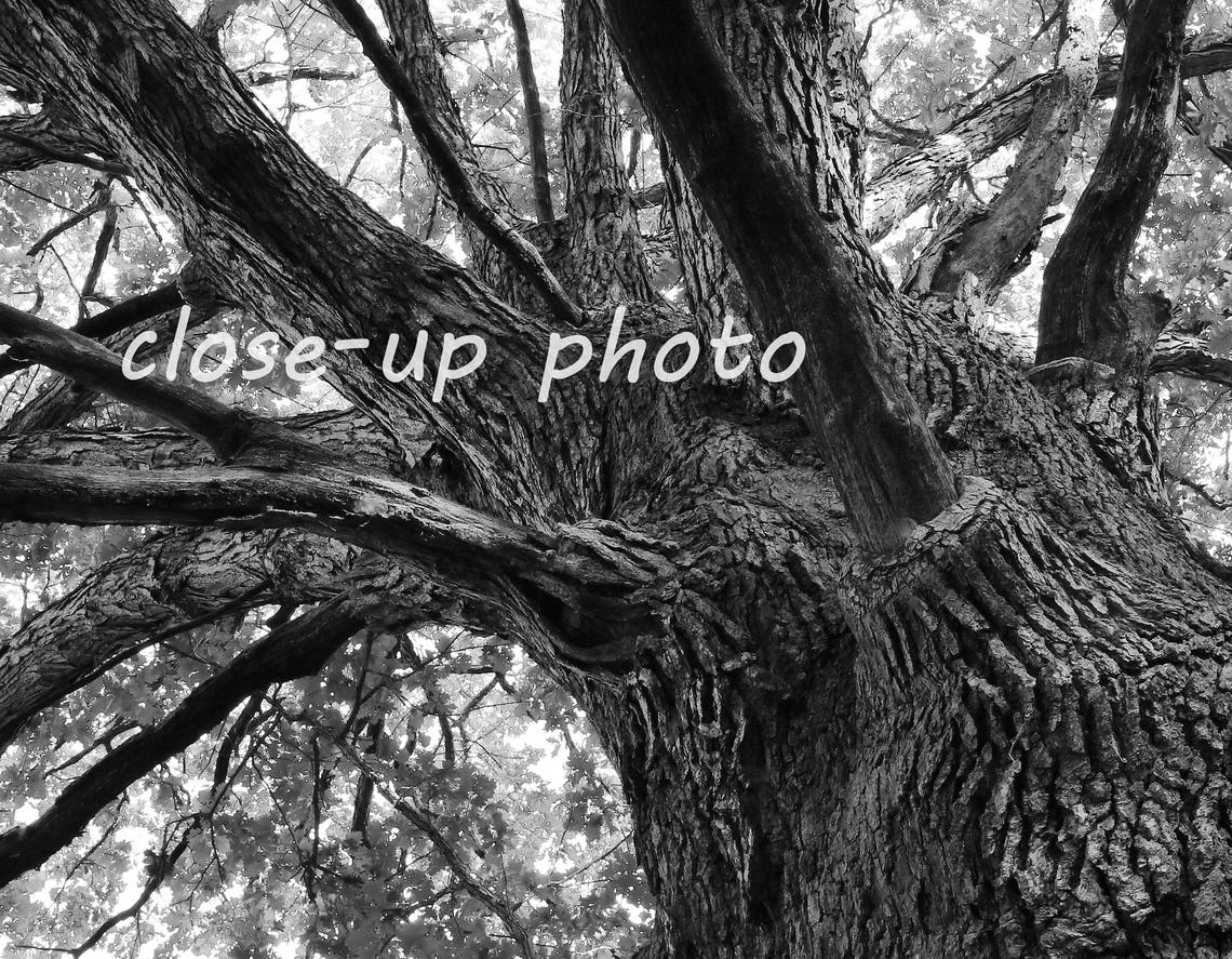 Oak Tree photo print black and white art photography large | Etsy