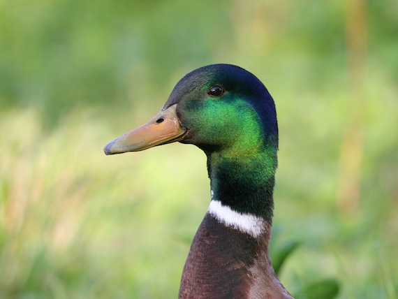 Drake Mallard Duck
