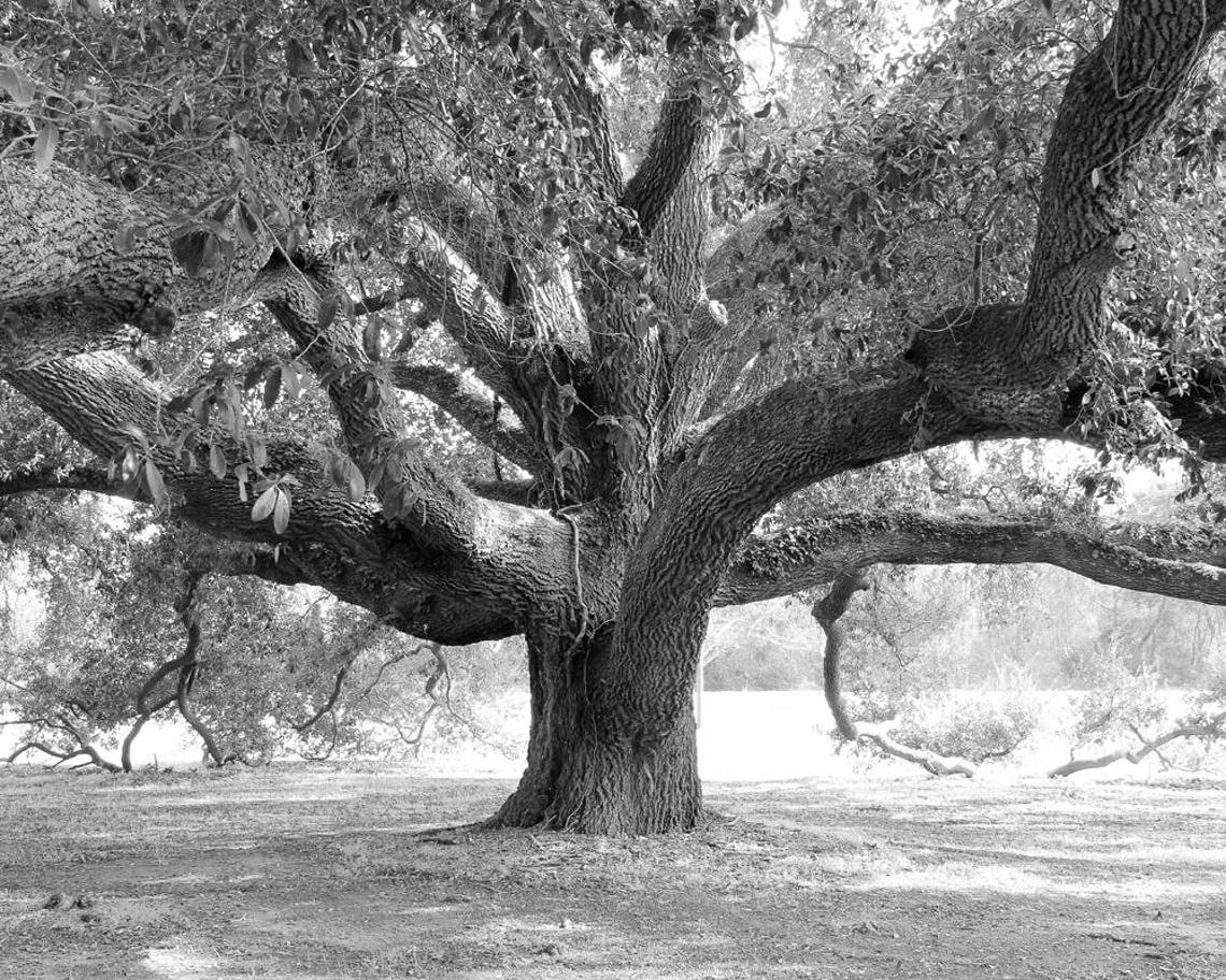 Live Oak Tree Photo Print INSTANT DOWNLOAD Digital Copy - Etsy