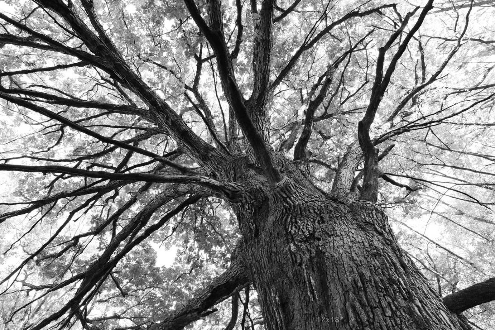 Oak Tree photo print black and white art photography large | Etsy