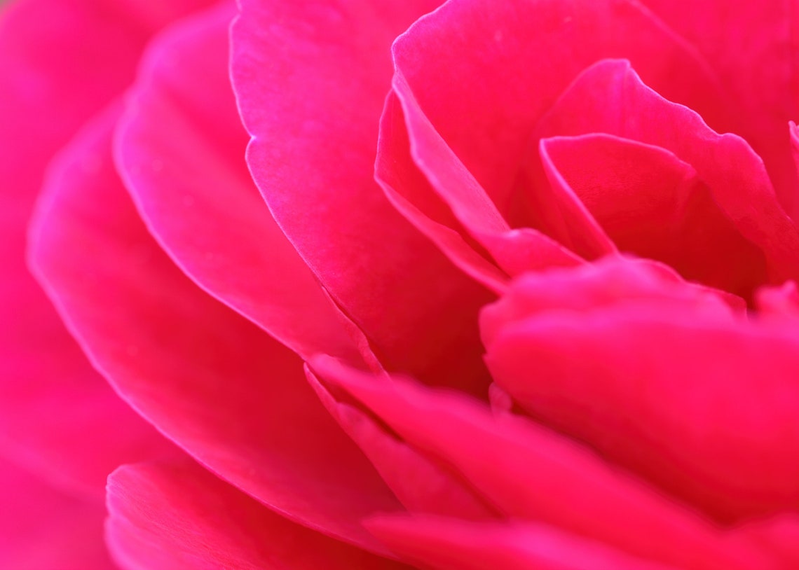 Red/ Pink Rose Print, Floral Photography, Red Wall Art, Above Bed/ Over ...