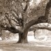Oak Tree in Sepia Print, Live Oak Tree Picture, Tree Photography, Large ...