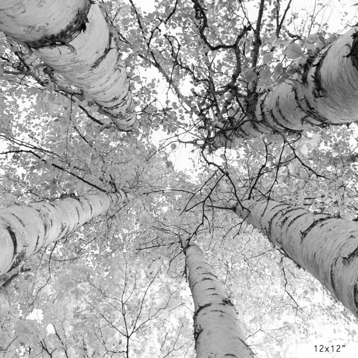 Birch Trees Photo Print Tree Canopy Wall Art Decor Black and - Etsy